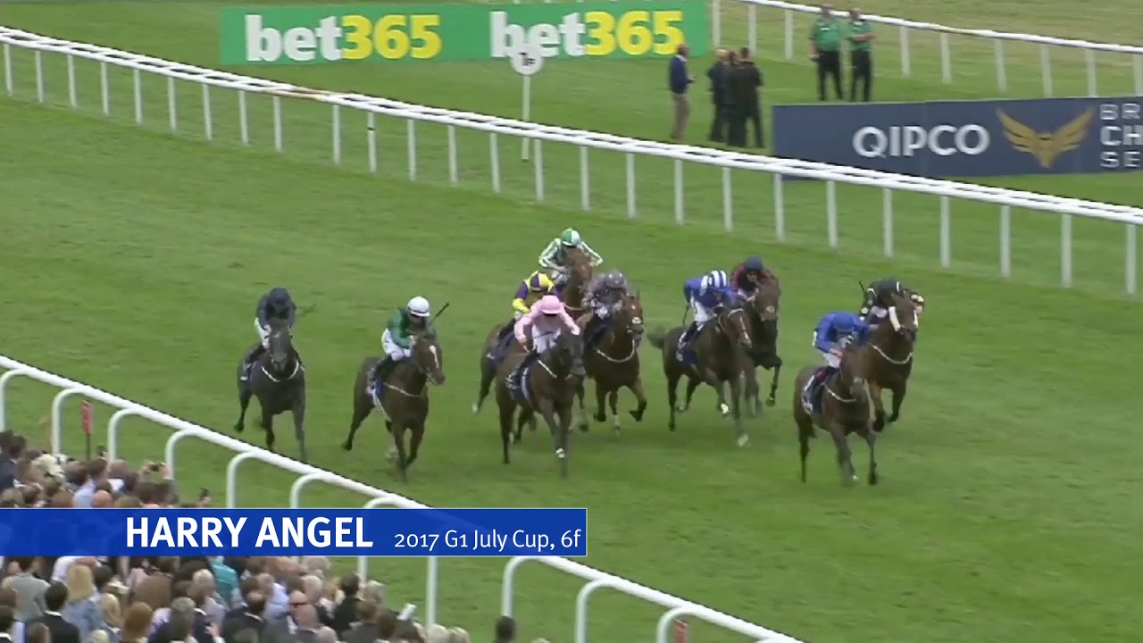 HARRY ANGEL – World Champion and the top-ranked sprinter at stud in ...