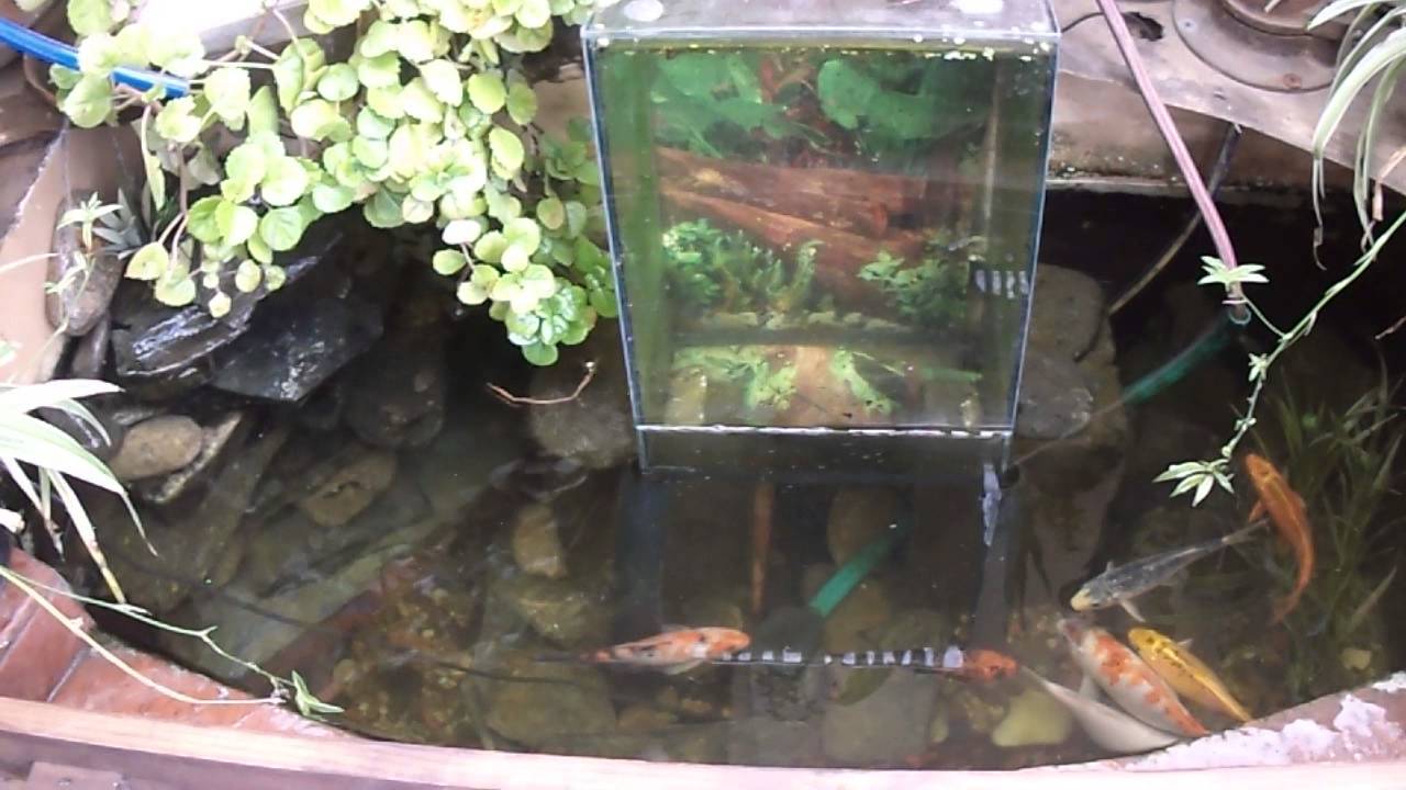 Carpas Koi estanque pecera invertida - YouTube