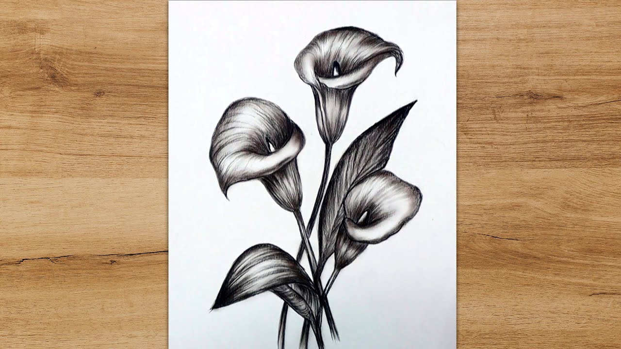 Calla Lily Flower Pencil Drawing