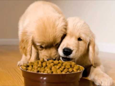 Köpeğimizi kaç öğün beslemeliyiz