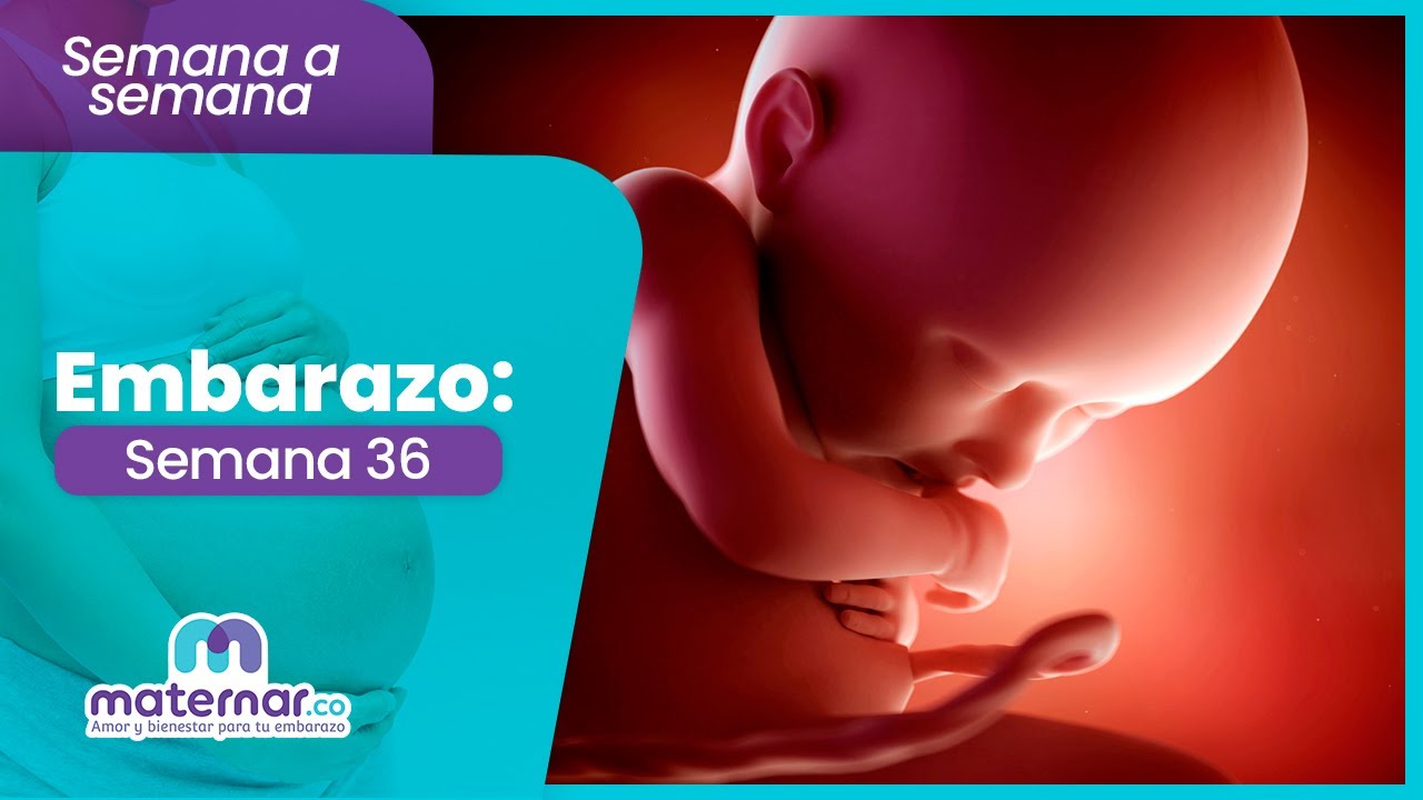Semana 36 de embarazo: Exámenes médicos que debes realizar antes del ...