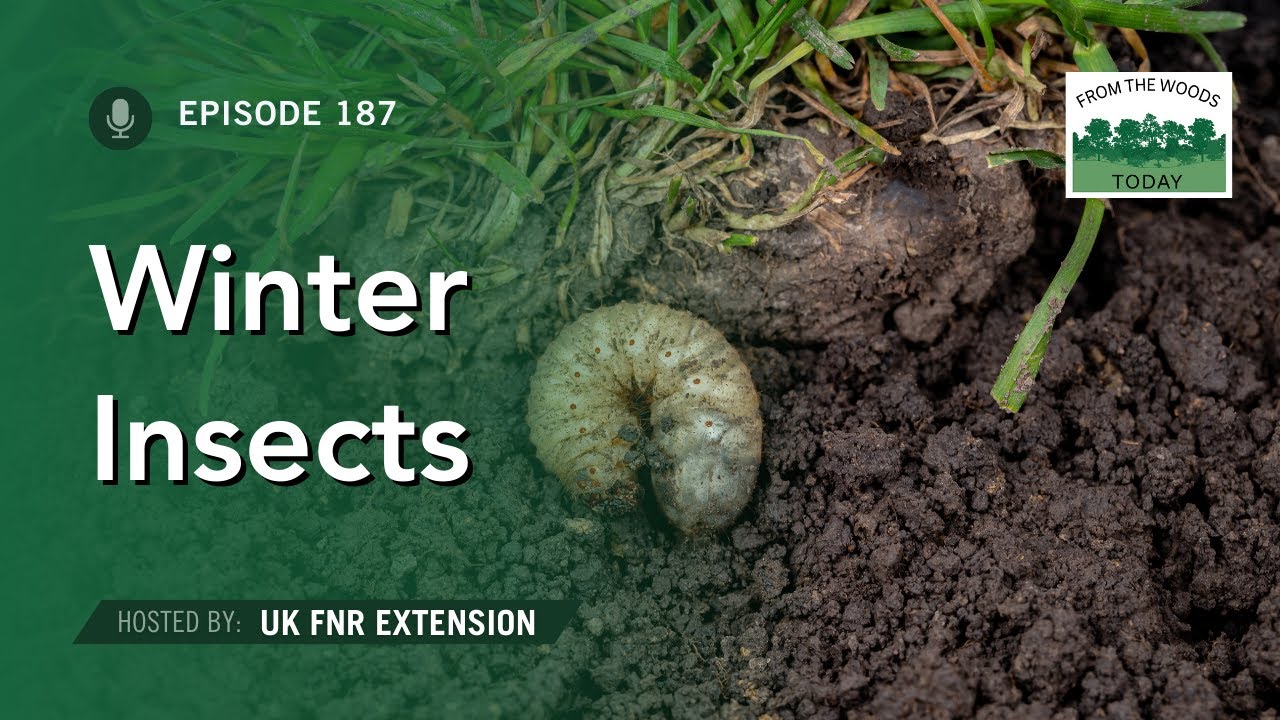 Winter Insect Survival - From the Woods Today - Episode 187 - YouTube