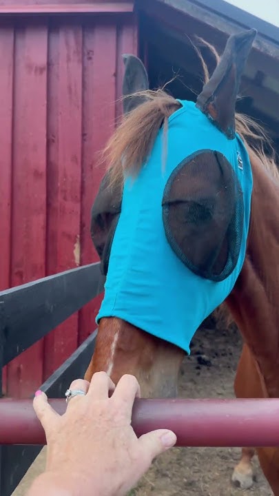 Running for dinner #kentuckydreamfarm #horse #minihorse #findyourjoy #saddlebred #morgan #pony # ...