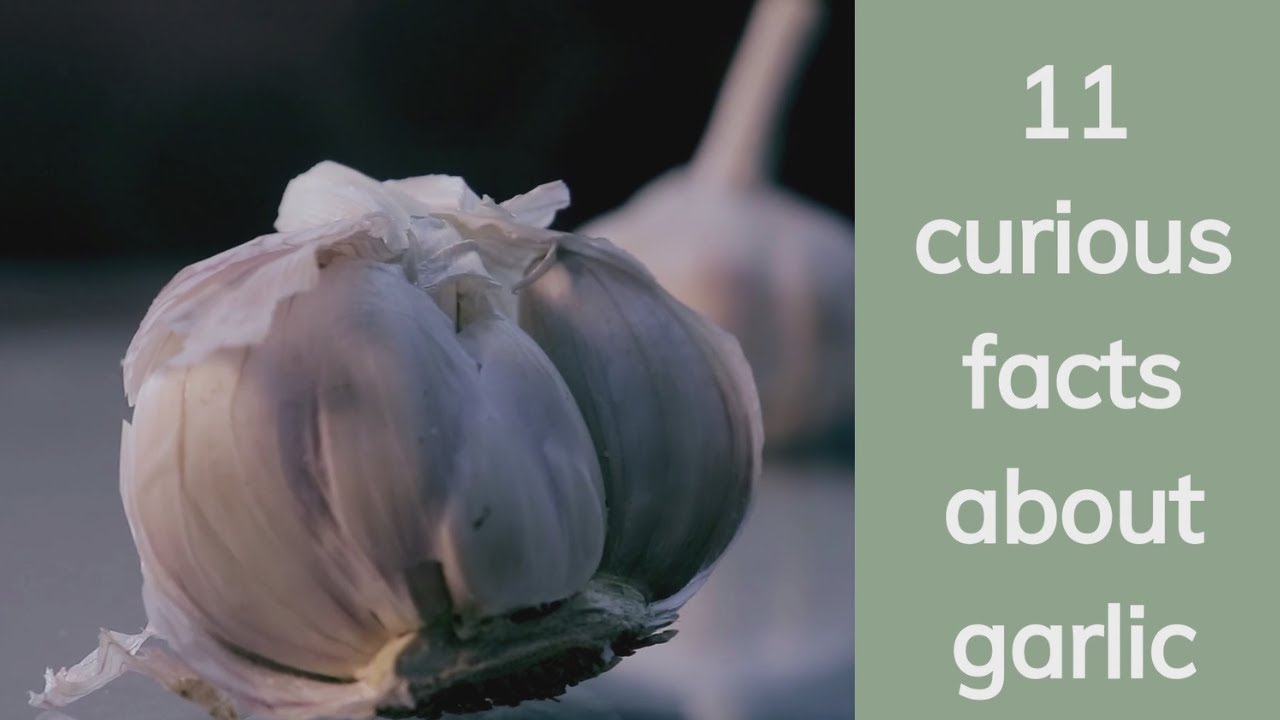 11 curious facts about garlic that will surprise you||facts about ...