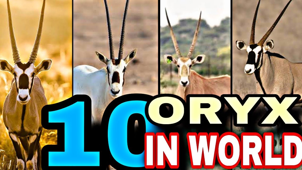 Top 10 oryx in the world||10 Most Fascinating Oryx Species in the Wild ...