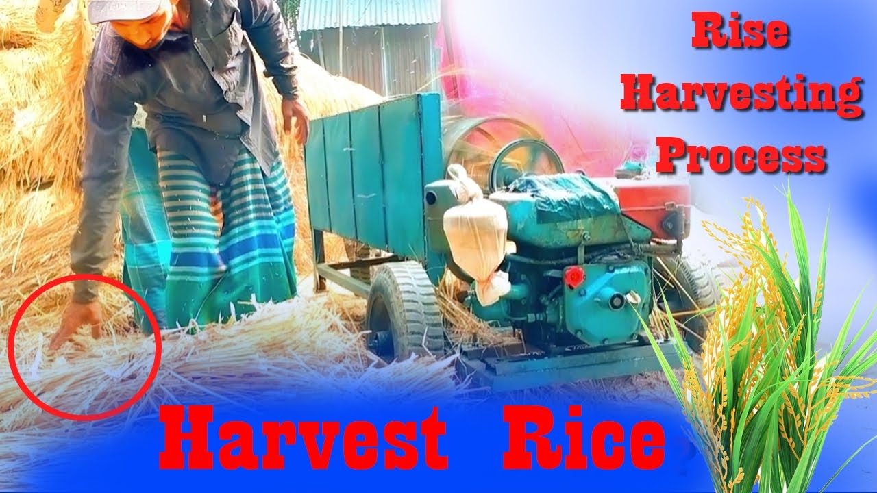How To Harvest Rice Rice Harvesting Process New Harvesting