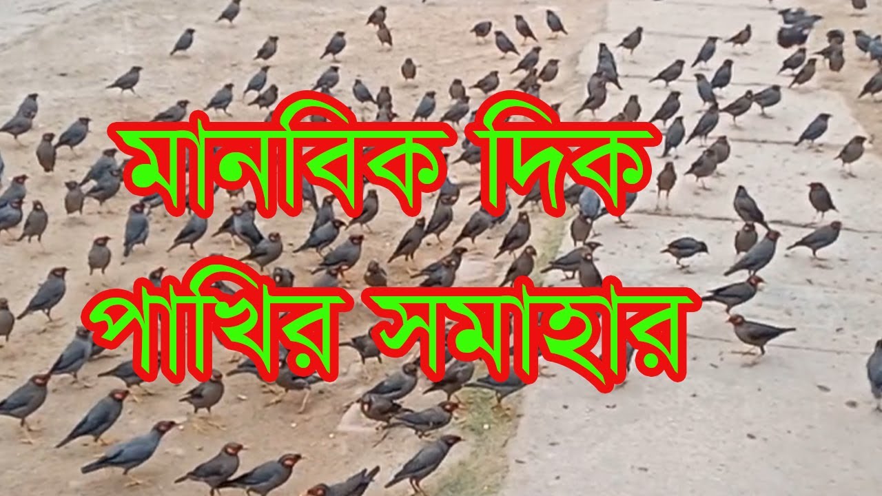 Pakhir malaশখের পাখির খাবার দেওয়া - YouTube