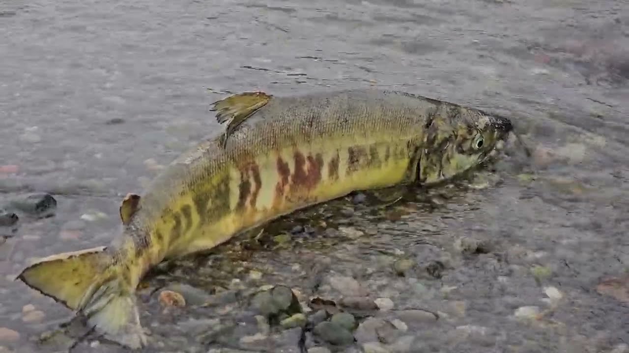 Salmon and Beavers in 4K, Carkeek Park Seattle WA, November 2023 - YouTube