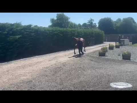 Latin (IRE) - HORSE IN TRAINING - No Nay Never (USA) ex Hazakiyra (IRE)
