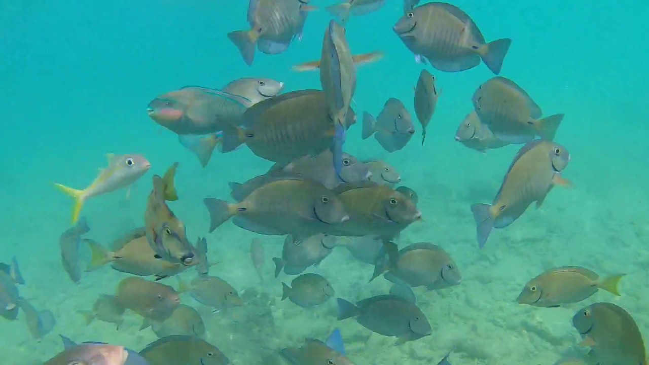 Fish spotting at Jan Thiel Beach Curacao - YouTube