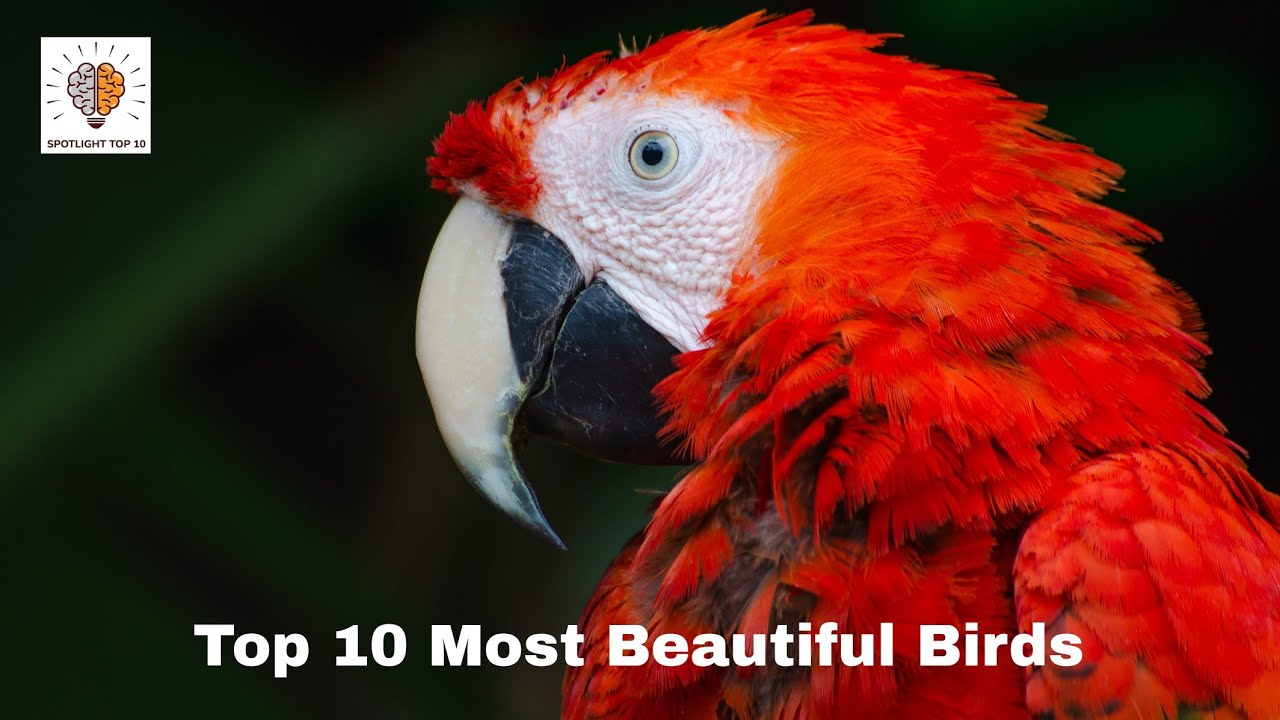 Top 10 most stunning birds in the world - YouTube