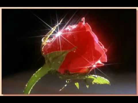 KENAN DAYI  vay gulum