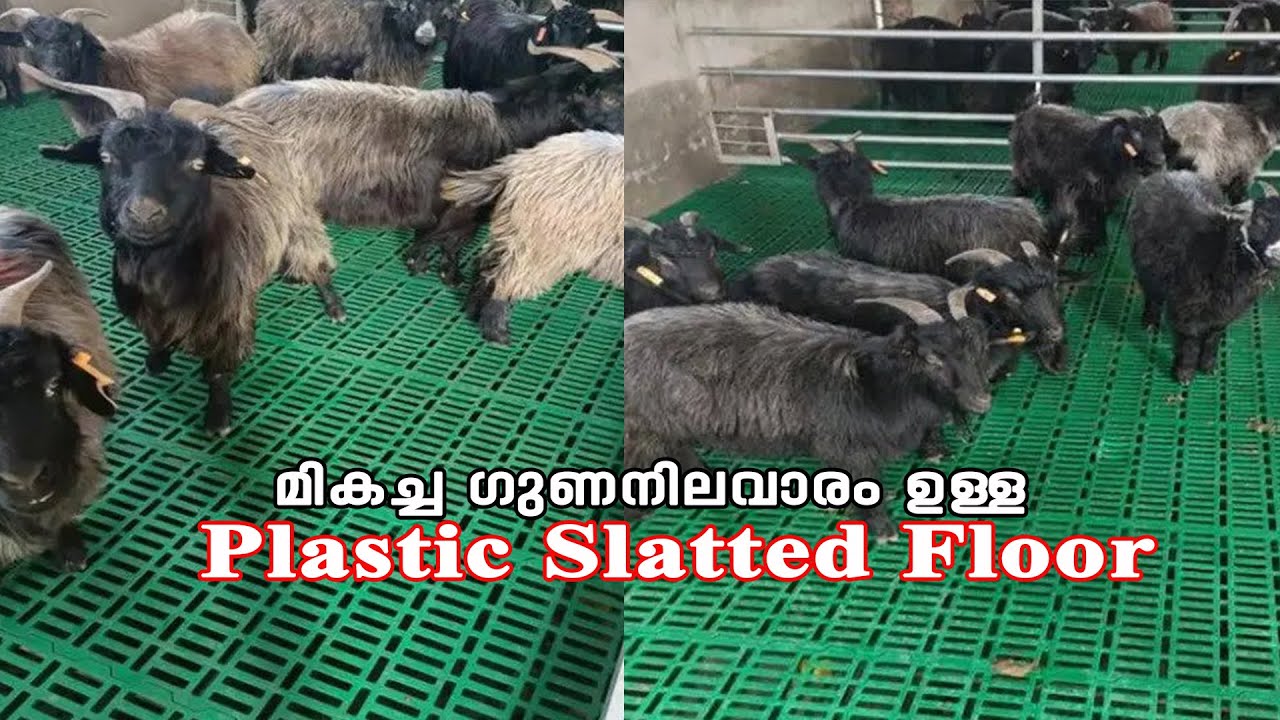 CJ Farms: The Ultimate Solution for High-Quality Plastic Slatted Floors ...