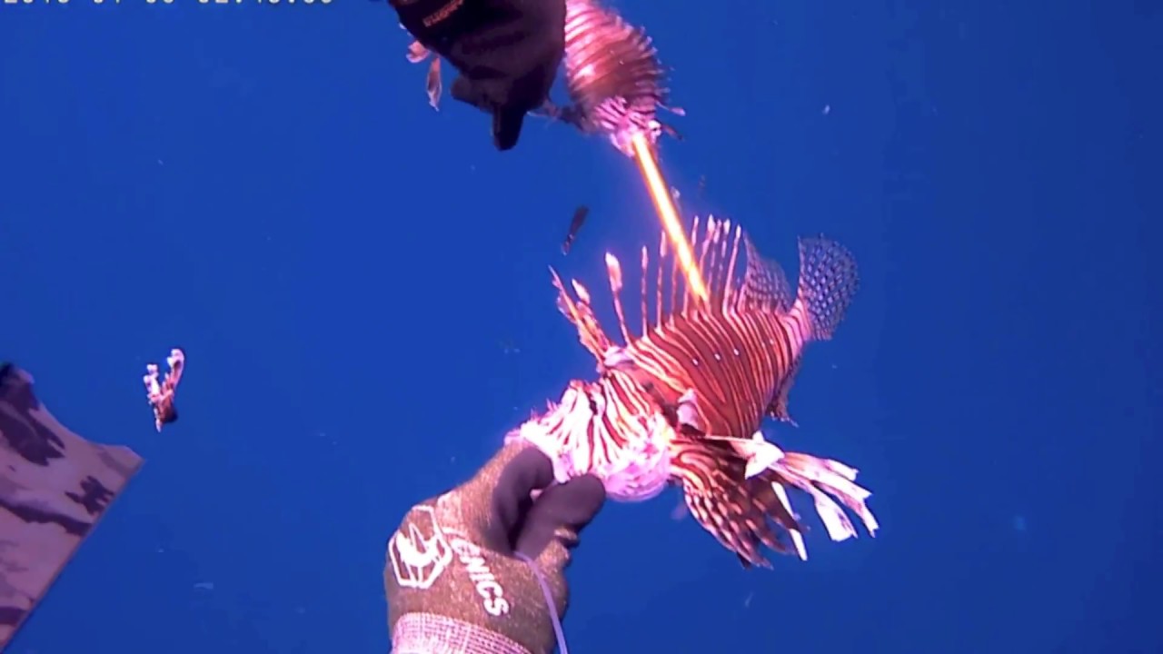 Spearfishing Invasive Lion Fish in TEXAS // 2018 South Padre Island, TX ...
