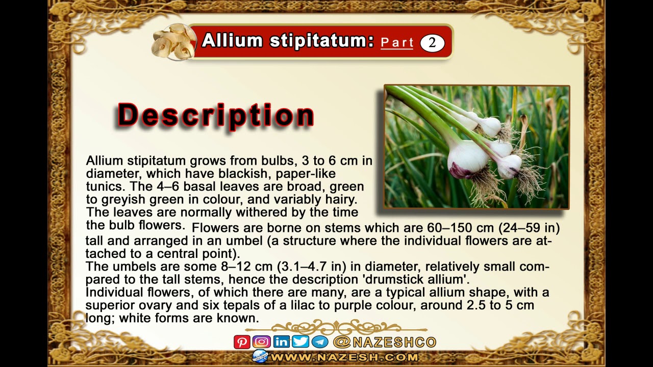 Allium stipitatum ( hirtifolium) / persian shallot / part2 ...