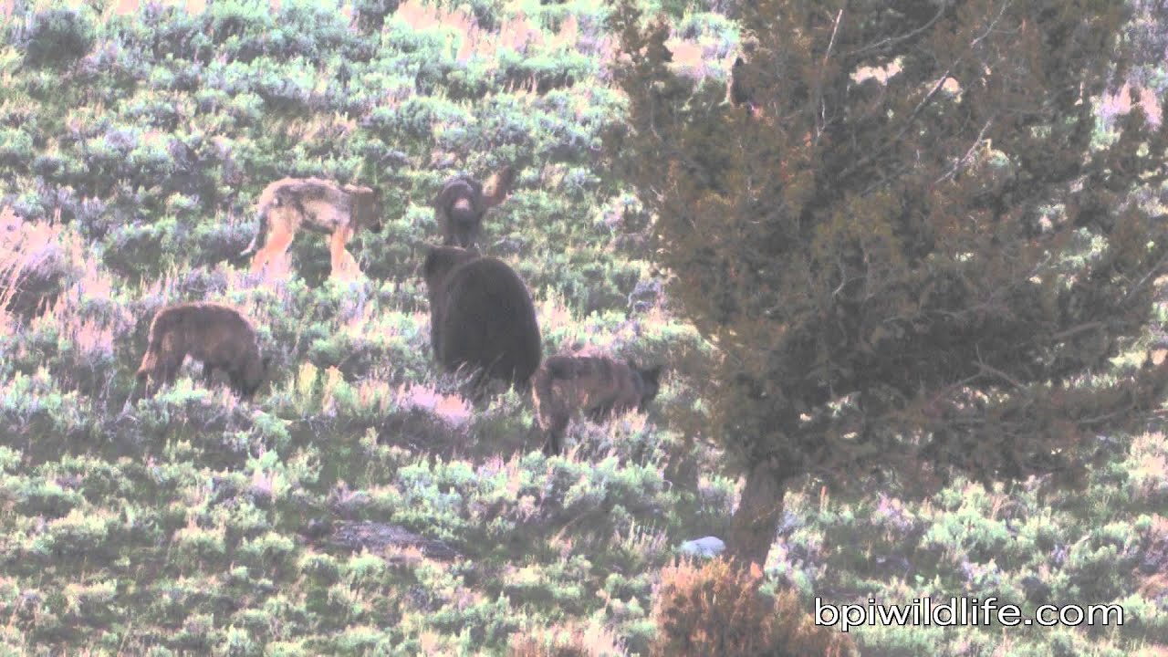 Grizzly Surrounded by Wolves - YouTube