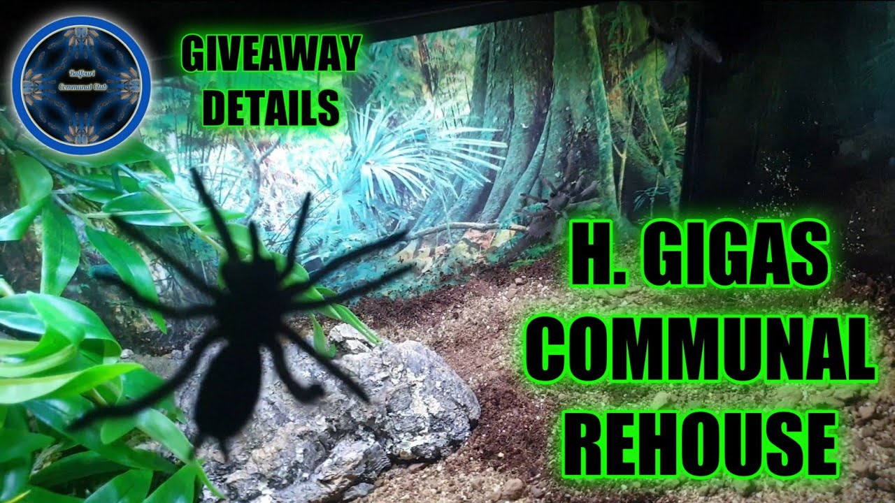 H. gigas Communal Rehouse + Big UK GIVEAWAY Details - YouTube