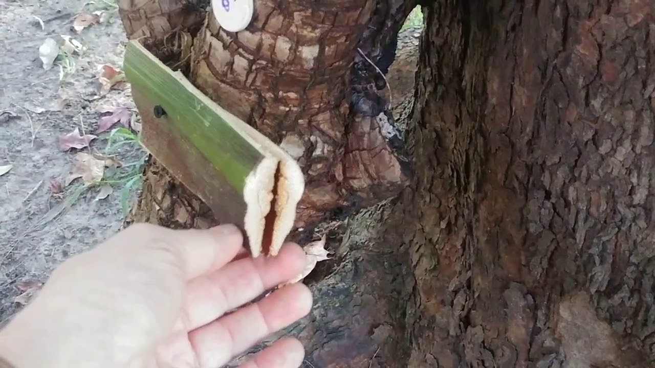 UHF RFID nail tag for tree management - YouTube