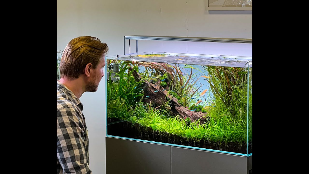 'Green Stream' Aquascape for Aquarium Gardens - YouTube