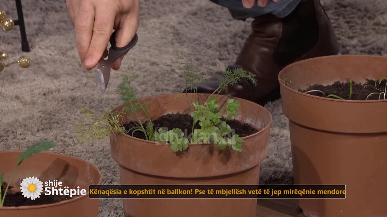 Pedagogu merr gërshërët dhe i 'përvishet' punës: E paske problemin te ...