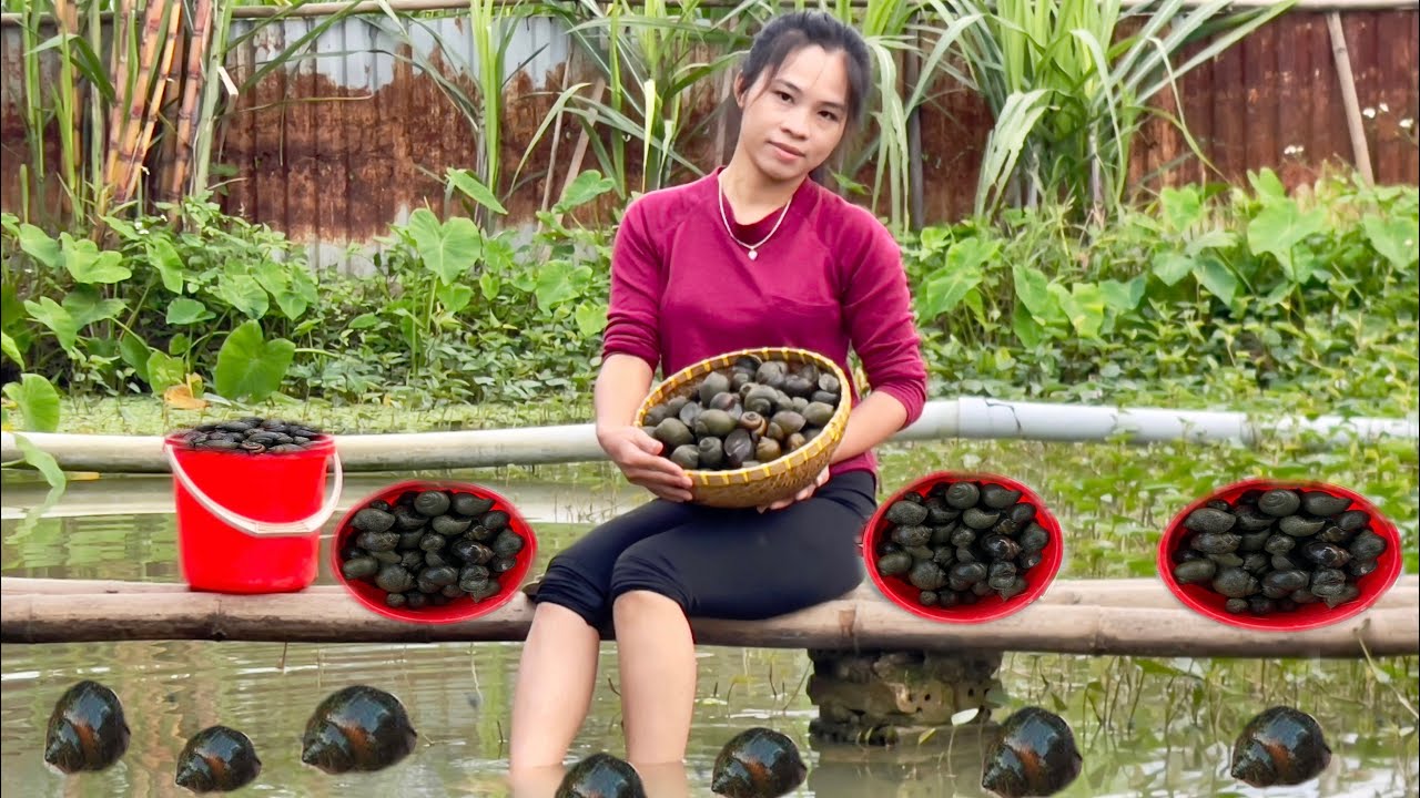 20year old girl harvested super-sized snails and made grilled snails ...