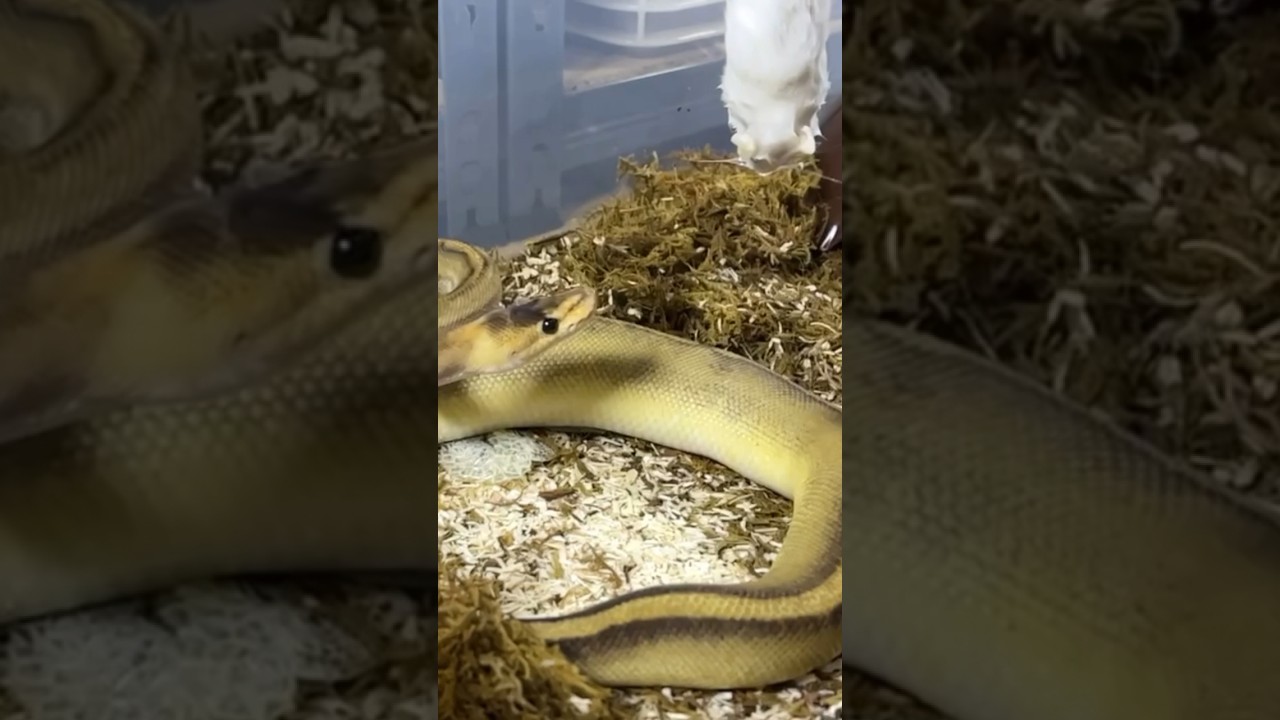 CROCODALE JR. | Royal Python | #strike #short 2 (04.10.23) - YouTube