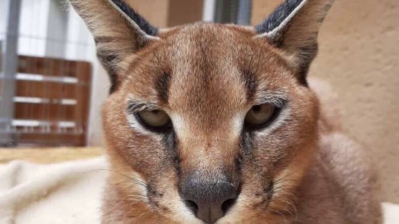 Kickstart my floppa! Music video - YouTube