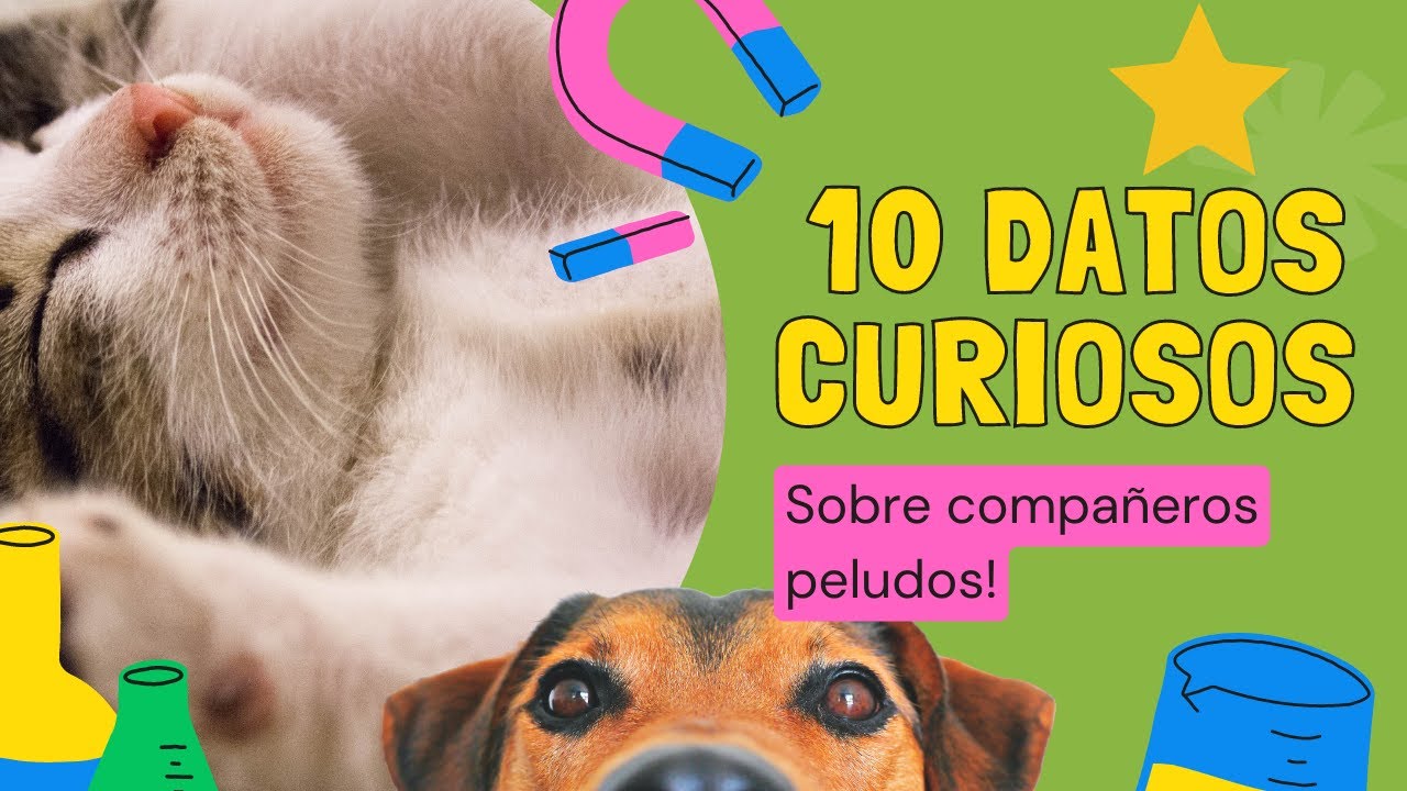 🔍 10 Datos Curiosos de Animales Domésticos 🐾🐦 - YouTube