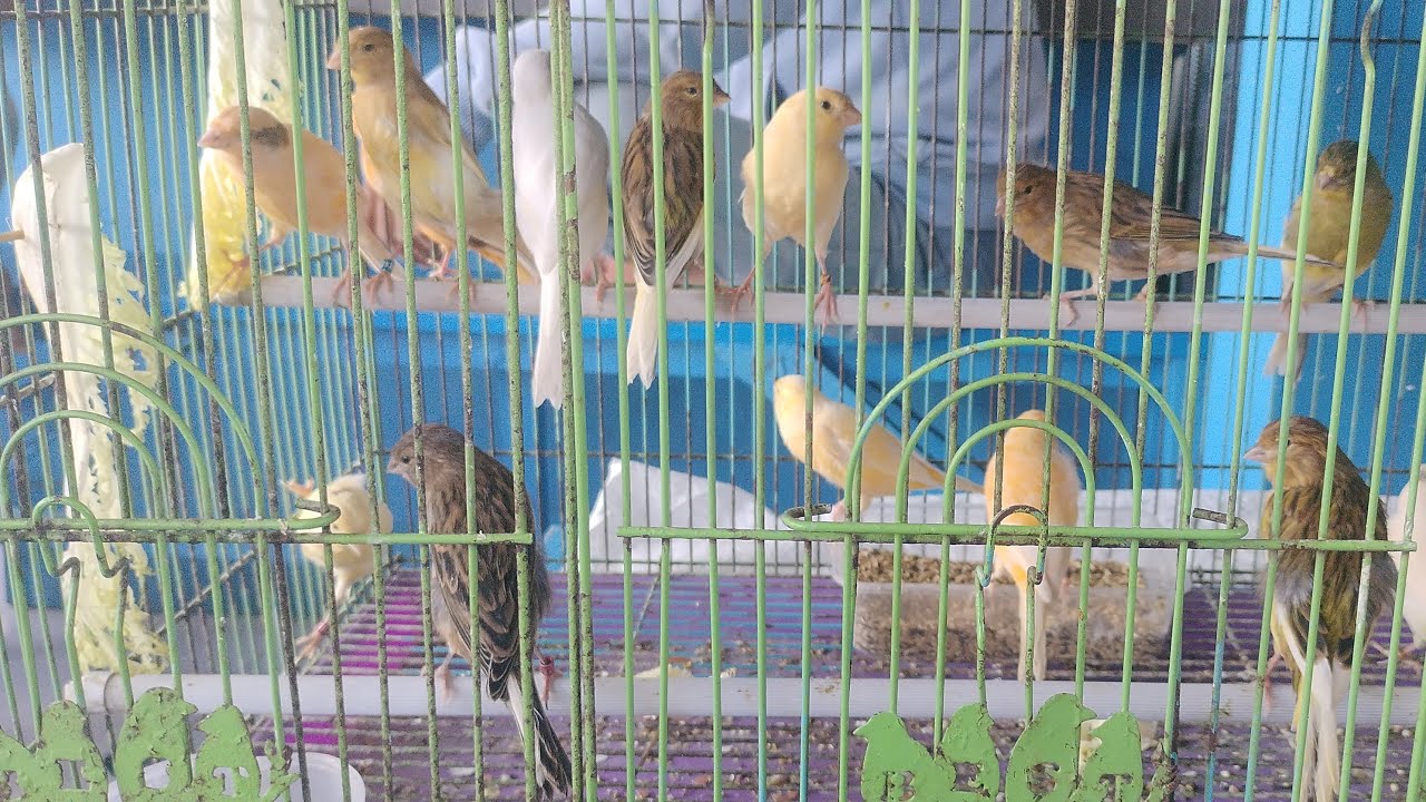 LELANG BERKAH ! KENARI MATERI FULL GACORAN BAHAN GANTANGAN DI OB NOL ...