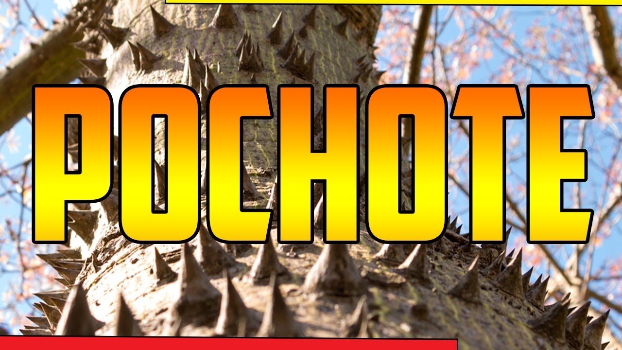 ¿PARA QUE SIRVE Pochote? 🌿 Ceiba parvifolia 🌿La verdad BENEFICIOS CEIBA ...