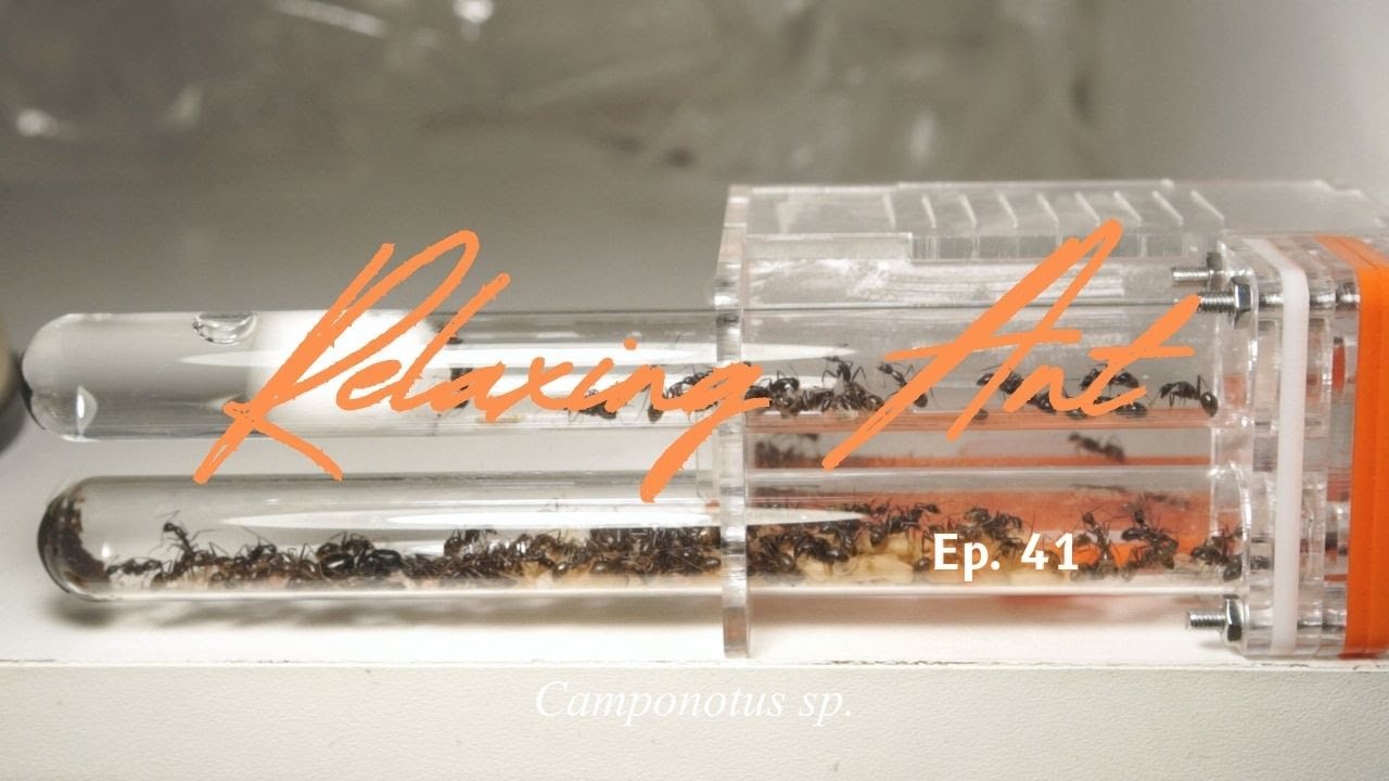 Relaxing Ant: Ep. 41 - YouTube