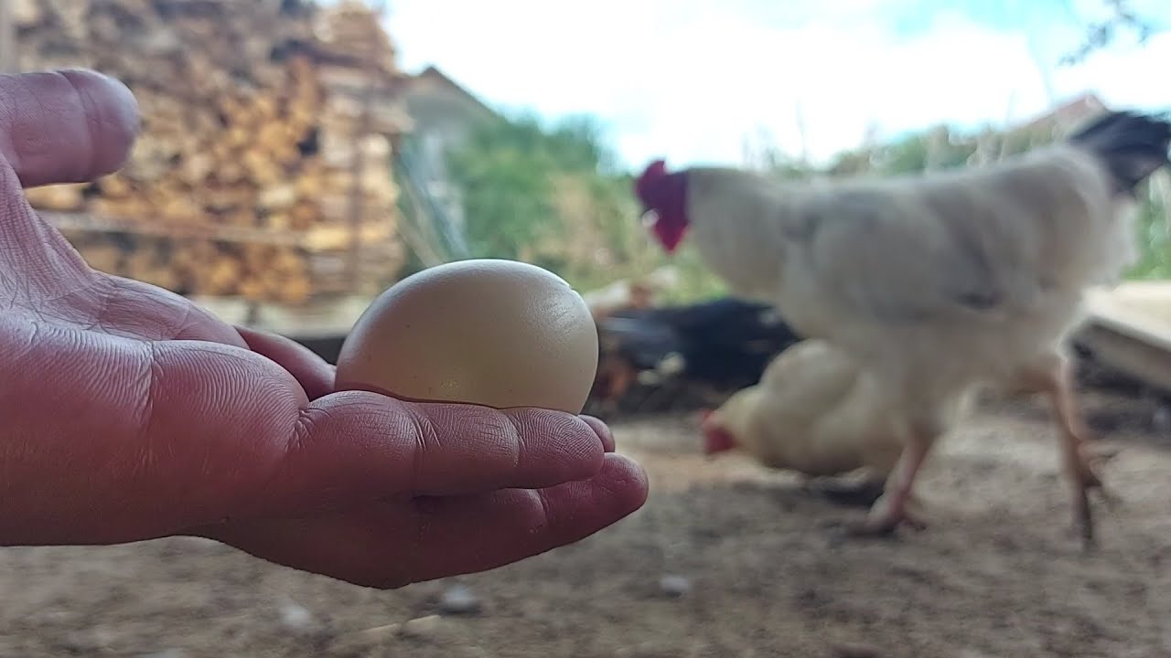 De ce nu se mai oua gainile ? 8 motive pentru care gainile nu mai fac ...