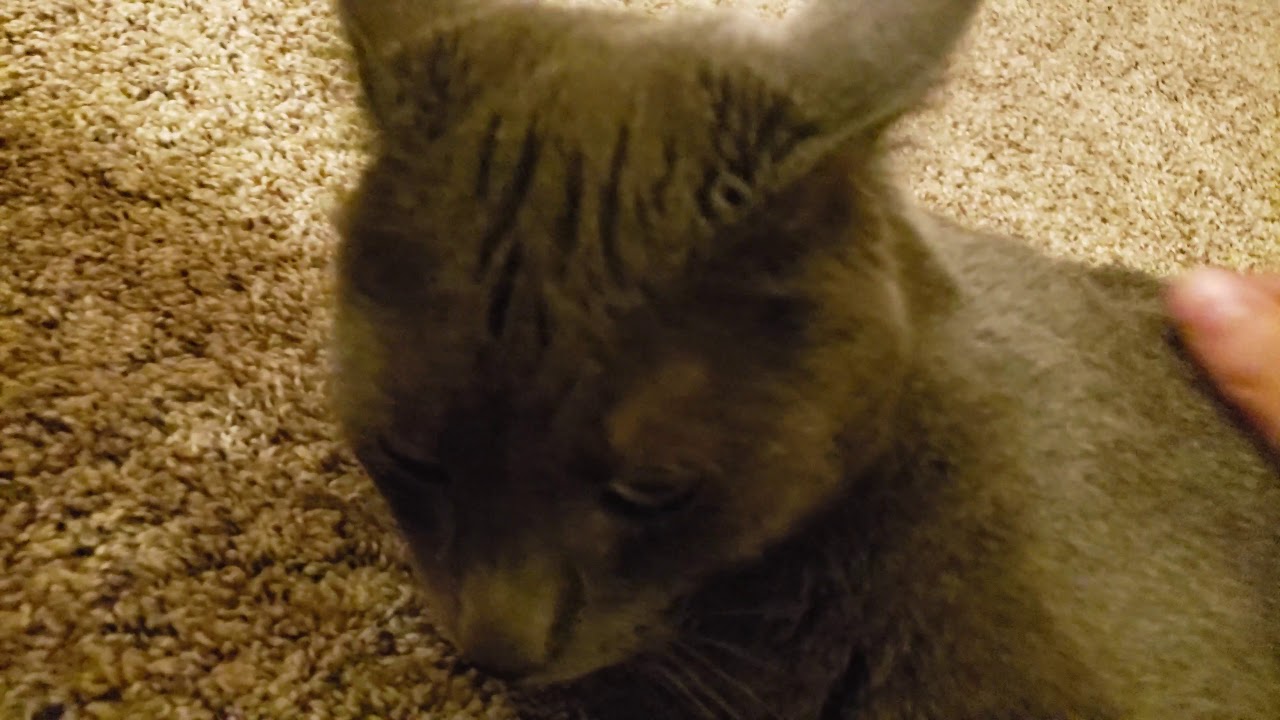 Wrigley My Cat In 4K60FPS - YouTube