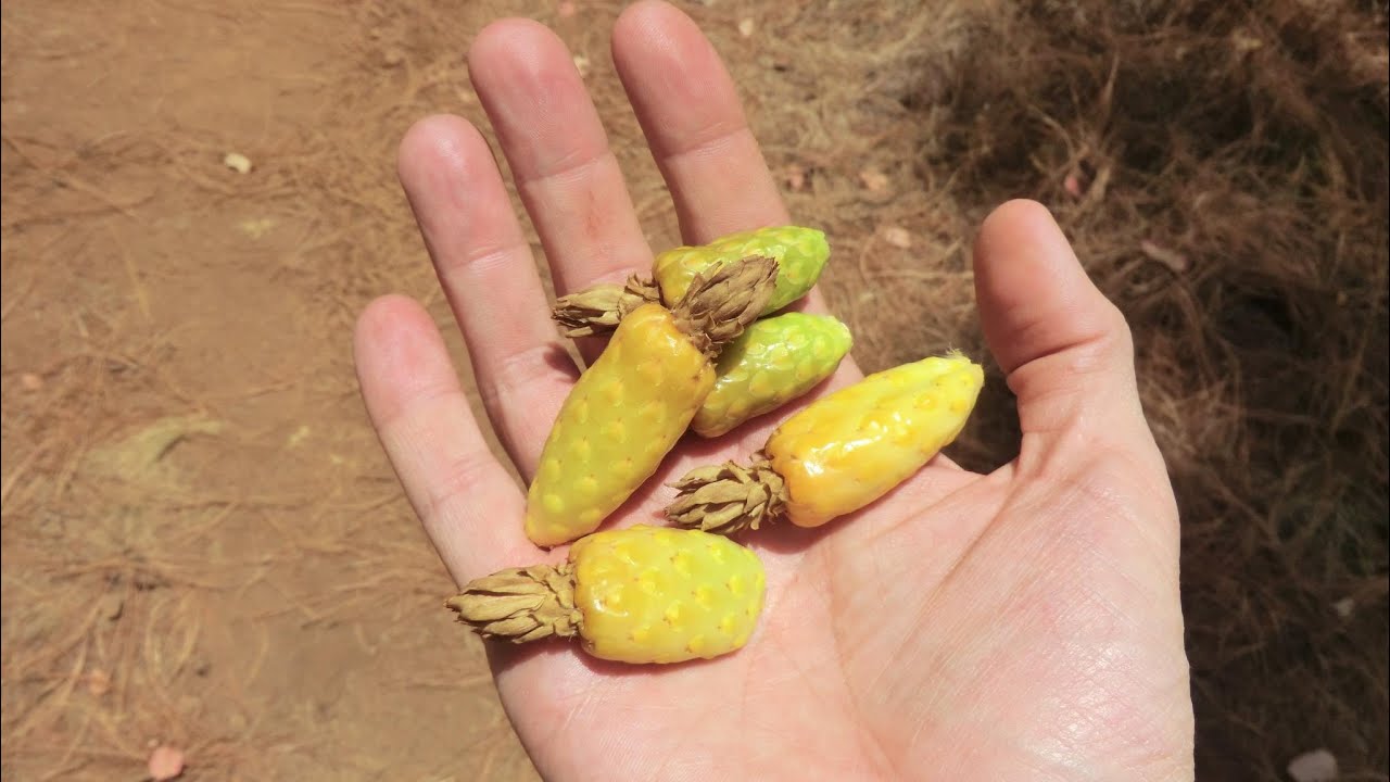 How we grow cacti from seed. - YouTube