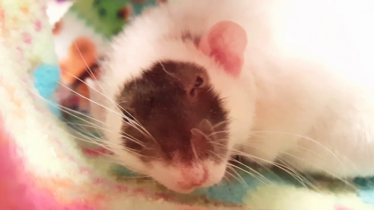Precious Fat Rat Double Yawn - YouTube