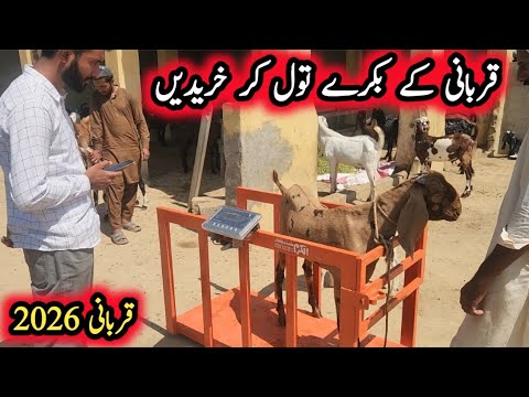 Qurbani 2026 k Bakray 🐐 Kilo k hisab sy Kharidain | Chakwal Goat Farm 🐐 |
