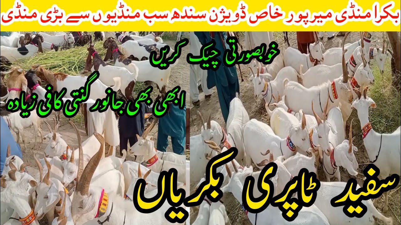 Bakra Mandi Mirpur Khas | Bast Goat Update - YouTube