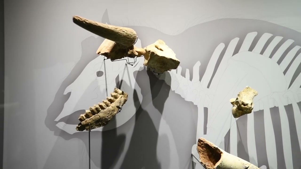 Esqueleto De Uro Prehistoria: Esqueleto De Las Patas Del Moa Dinornis,