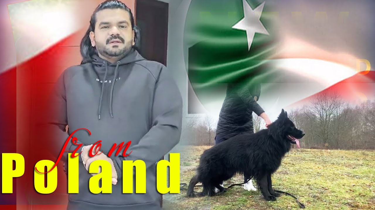 New Male Import From Poland | True Breeders | German Shepherd Price ...