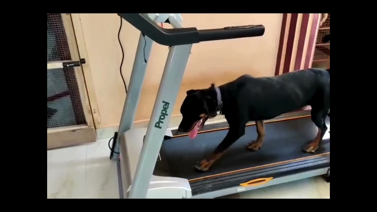 Rottweiler Walking Video|Rottweiler walking in treadmill - YouTube