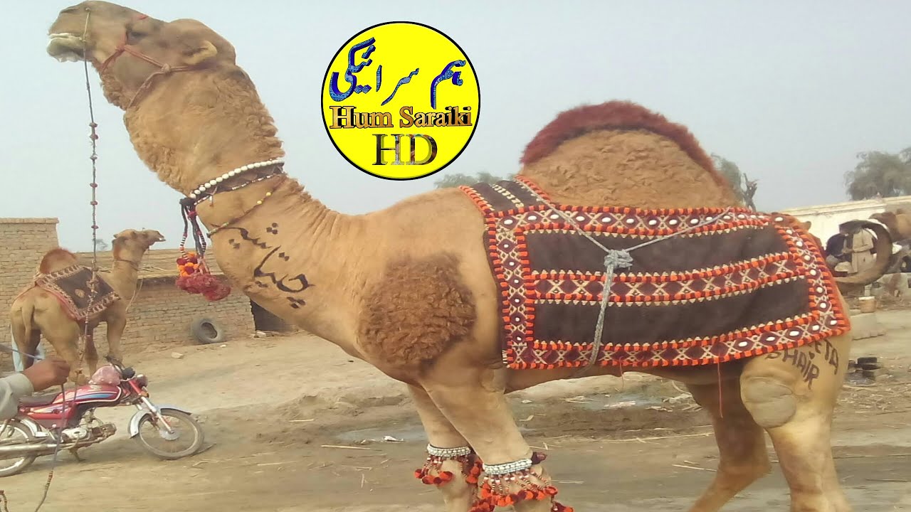 Pakistan Camel Festival Vlog 3| Onth Dangal in Pakistan | Old Saraiki ...