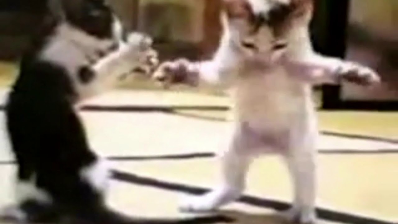2 CATS DANCING 😂😂 - YouTube