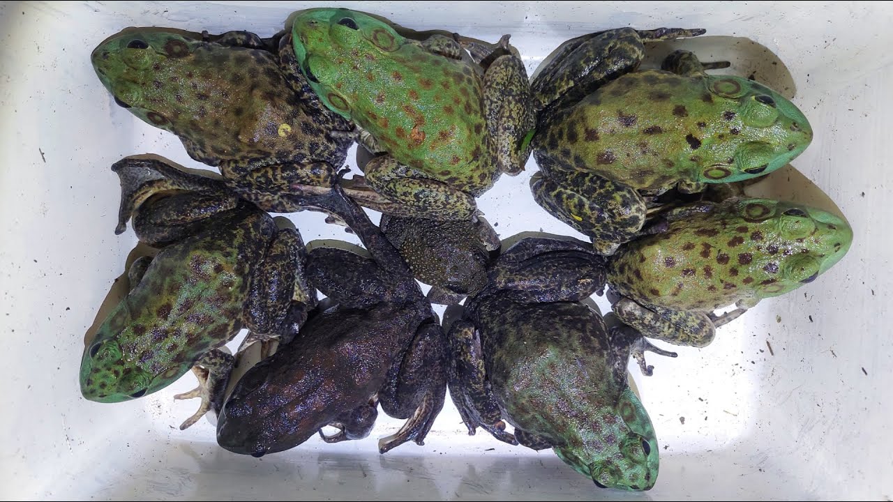 I searched for reptiles and amphibians in around us, I got beautiful frogs, bullfrog and giant ...