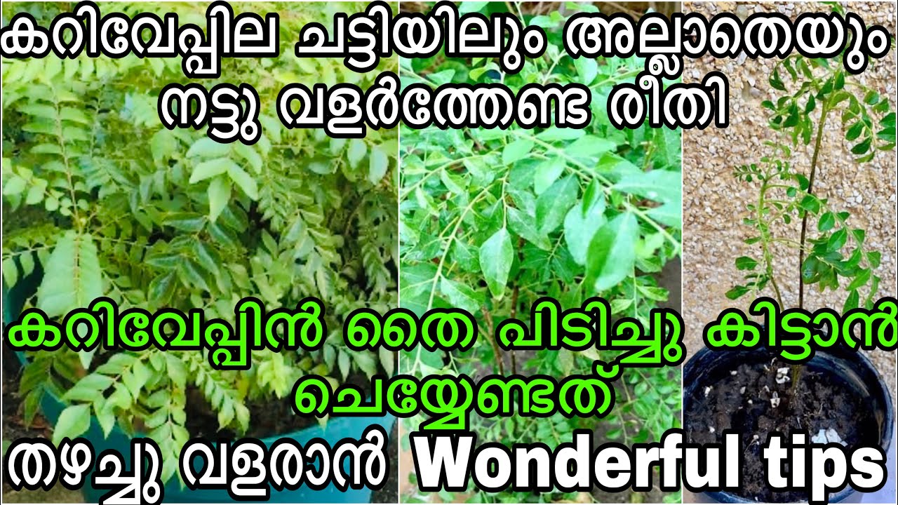 ഗൾഫ്‌ നാടുകളിൽ താമസിക്കുന്നവർക്ക് എളുപ്പത്തിൽ കറിവേപ്പില വളർത്താം ...