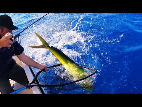 Olta Denize Düştü / Dev Balık Yanımıza Geldi / Giant Dorado