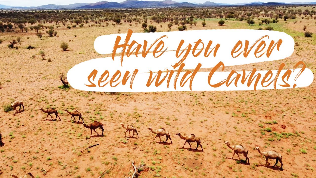 Wild Camels in the Australian Outback || Central Australia - YouTube