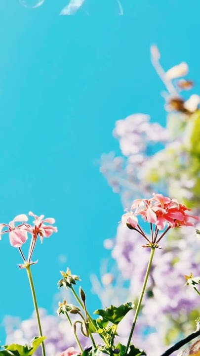 love mila appko? #viral #viralreels #viralshorts #fyp #fb #love #photo #shorts #virals#hgtv #cr7 ...