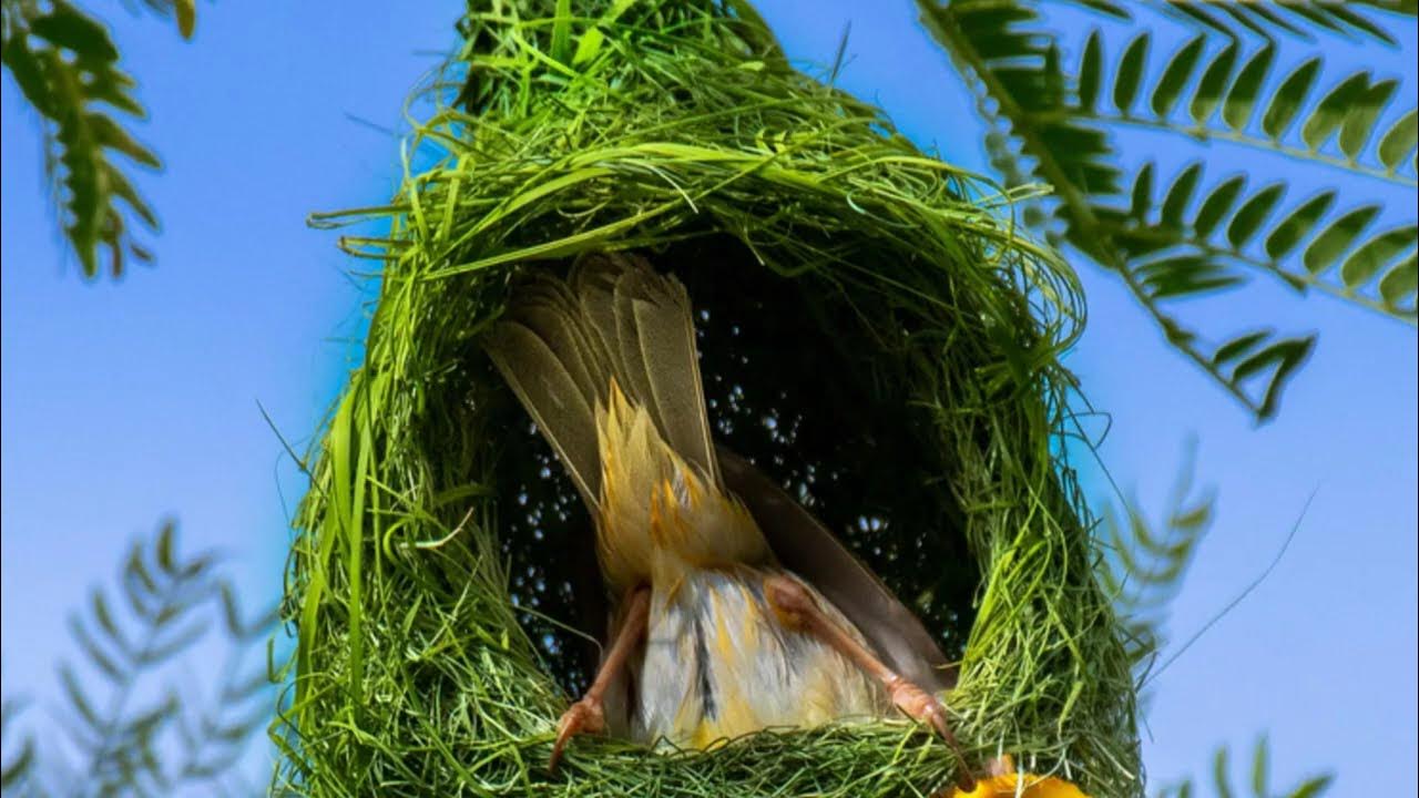 15 Most Amazing Nests of The Birds| Birds Most Beautiful Nests| Amazing ...