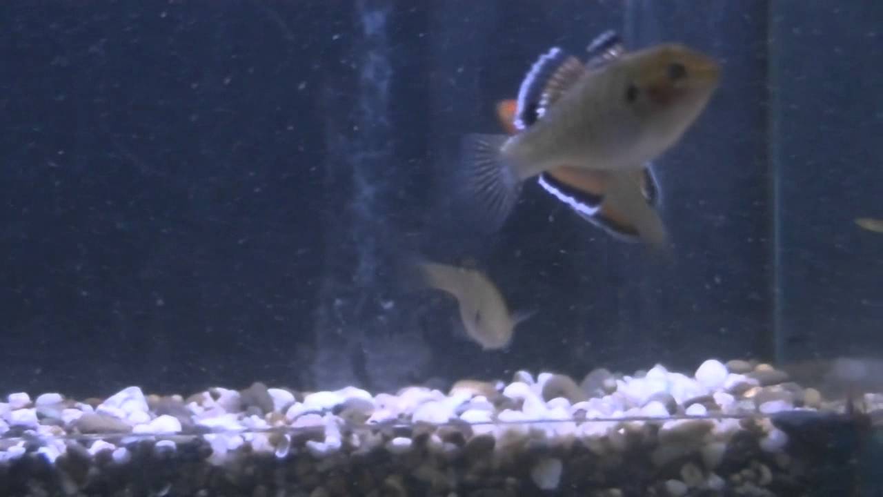 Hypseleotris compressa (Empire Gudgeon) male display behaviour - YouTube