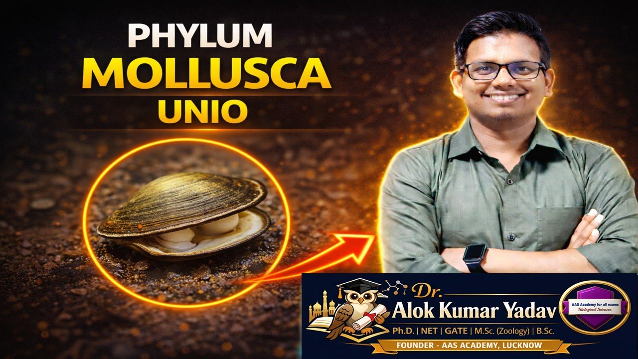Phylum Mollusca – Unio (Freshwater Mussel) | Morphology, Anatomy ...